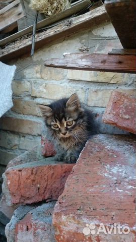 Котодевочка ищет дом