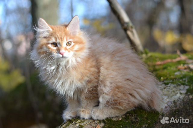 Курильский бобтейл