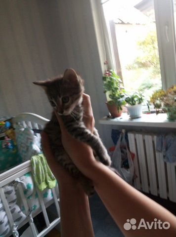 Активный котенок