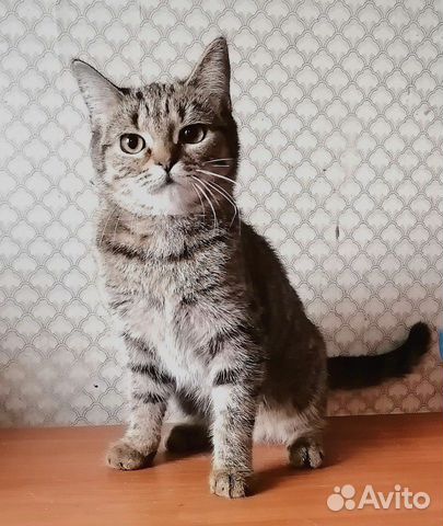 Карликовая кошечка