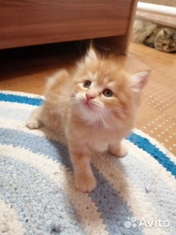 Продам 5 чудесных котят курильчиков