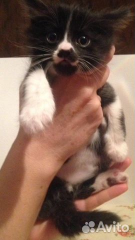 Мускат,котёнок-мальчик