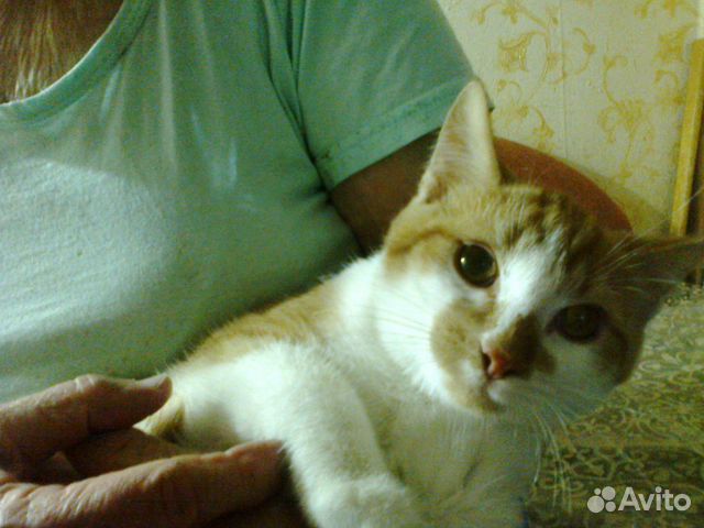 Котик Рыжик,5 мес,в поиске дома