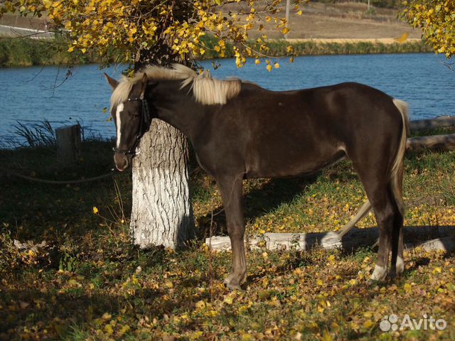 Кобыла
