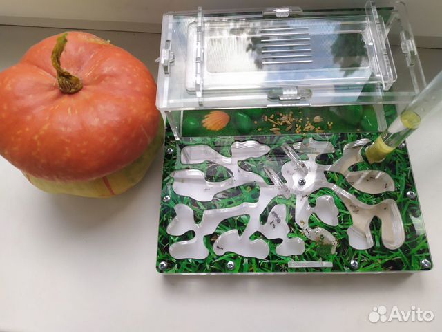 Формикарий с муравьями
