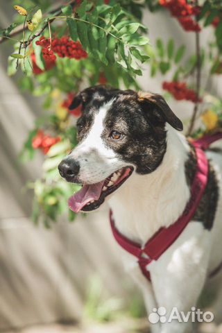 Харли ищет дом