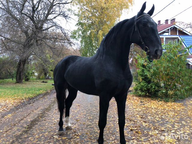 Орловские жеребцы супер рост