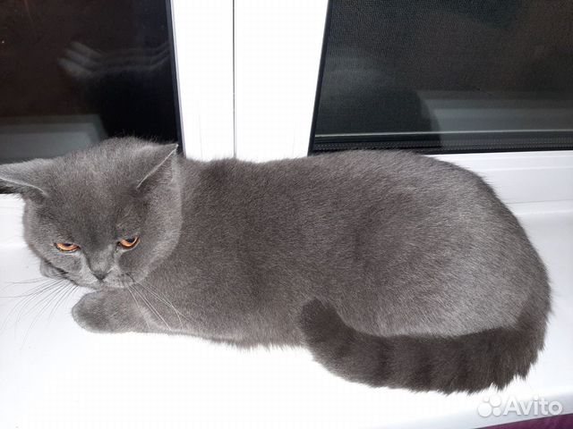 Британская кошка для вязки