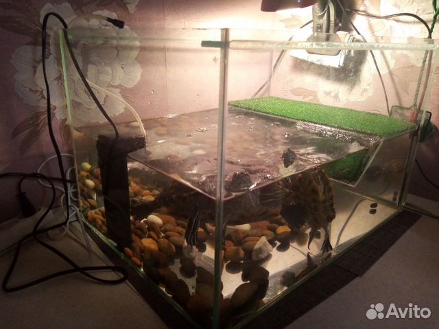 Аквариум черепахи в подарок