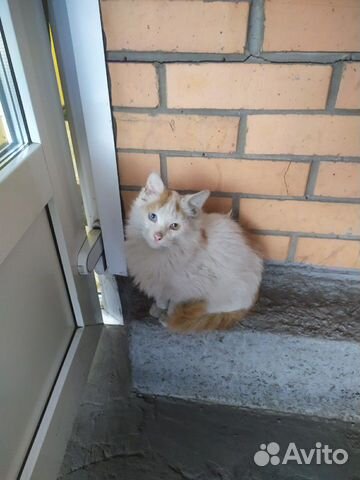 Котенок, примерно 3 месяца