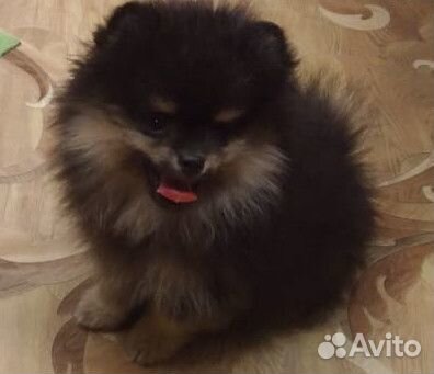 Милашка шпиц