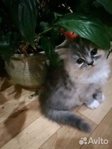 Животные
