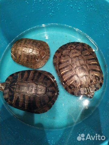 Красноухие черепахи