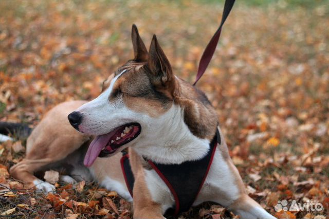 Отдадим молодого пса из приюта в добрые руки