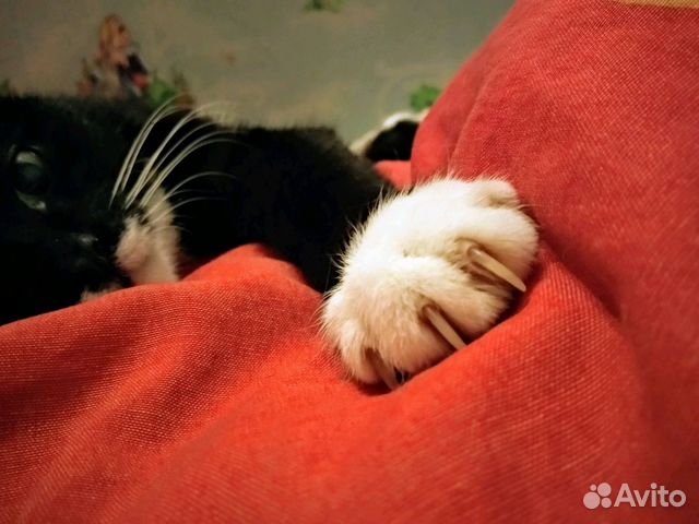 Трёхлапка в дар