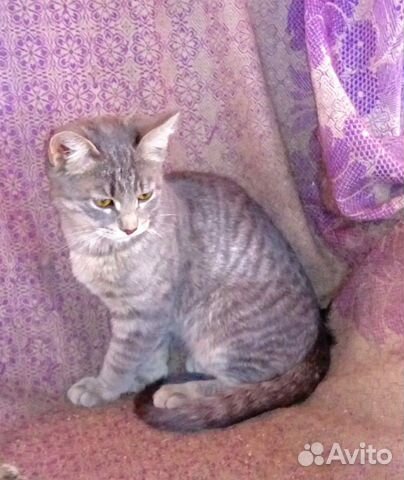 Котенок