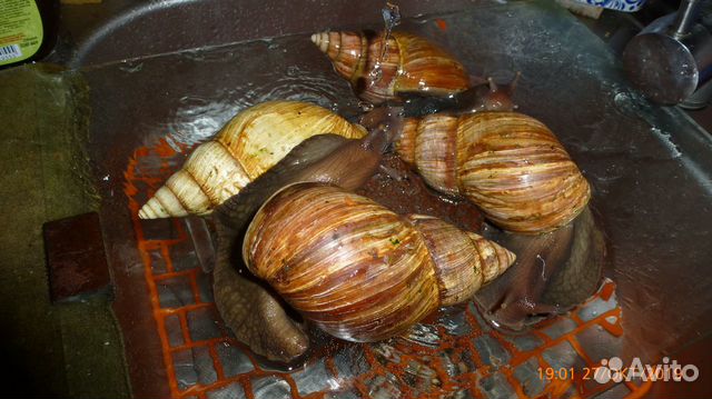 Африканская улитка Ахитина