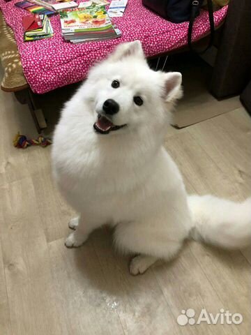 Самоедская лайка(девочка 10 мес.)