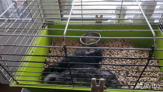 Отдам в добрые руки шиншил