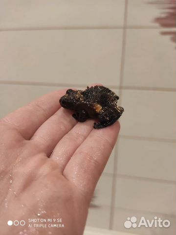 Телодерма асперум Theloderma asperum