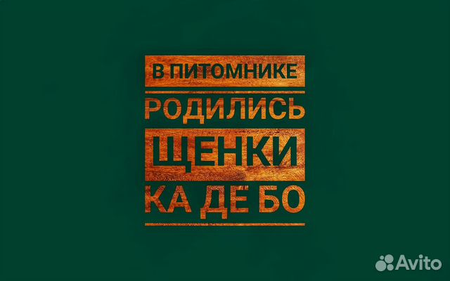 Щенки 19.10.19