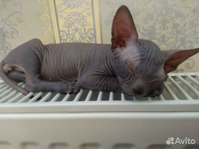 Котенок Питерболд