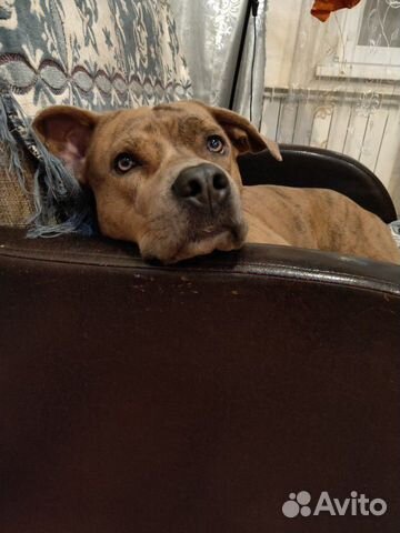 Найдена собака стафф