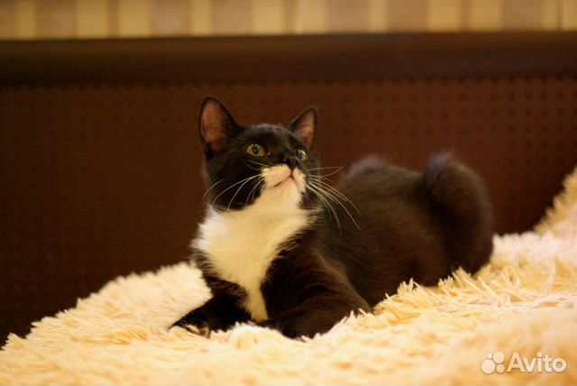 Подросток Каспер, хочет любви