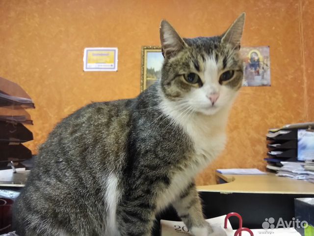 Кошка Машка