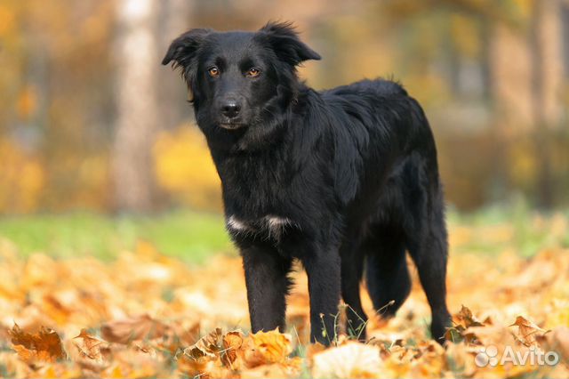 Щенок 9 месяцев мальчик в добрые руки