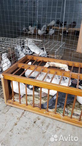 Голуби для отличного лёта