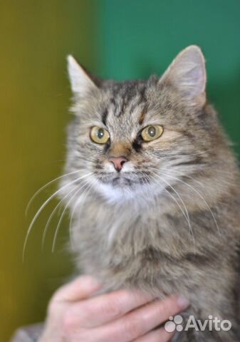 Чудесная Фрося в поисках дома