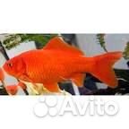 Продам рыб декоративных карасей для пруда