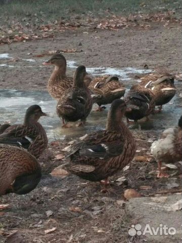 Утки подсадные