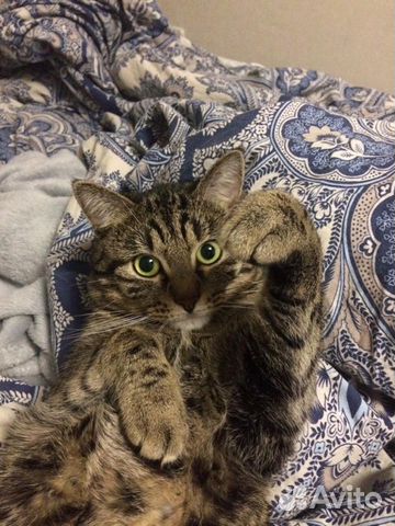 Кот для вязки