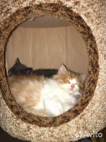 Коты в заботливые руки