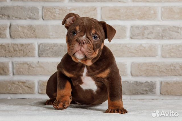 Малыш Каспер