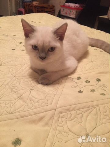 Котенок шотландец