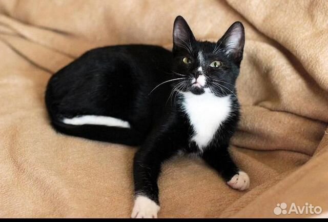 Отдам прекрасного котёнка Шуру в добрые руки