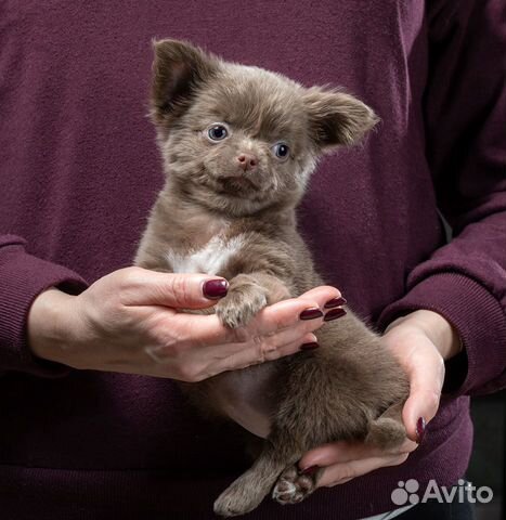 Лиловая красотка