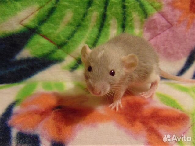 Крысята дамбо, мальчишки, гамак в подарок, клетки