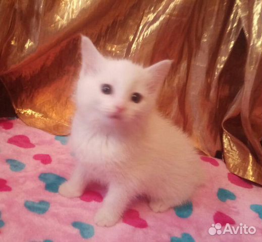 Котенок, 6-7 недель, в заботливые руки