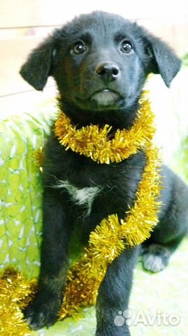 Мия ищет дом