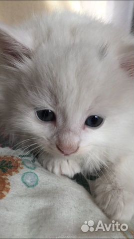 Разноцветные глазки