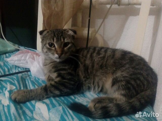 Кот вислоухий помесь