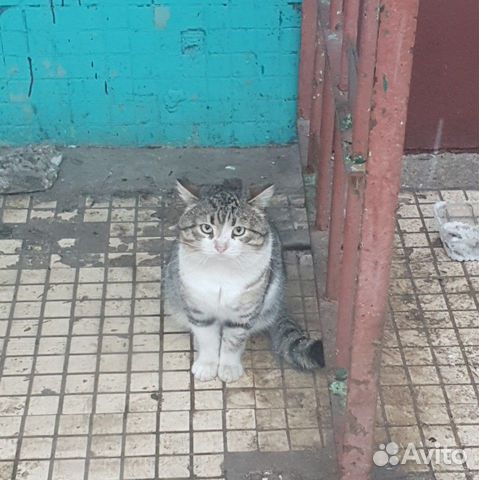 Кот