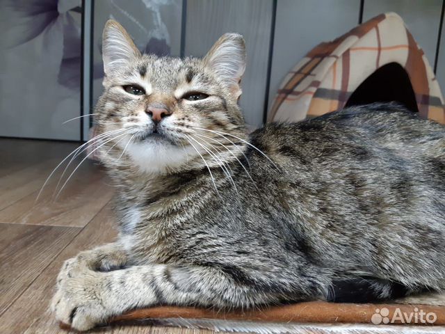 Кошка в дар