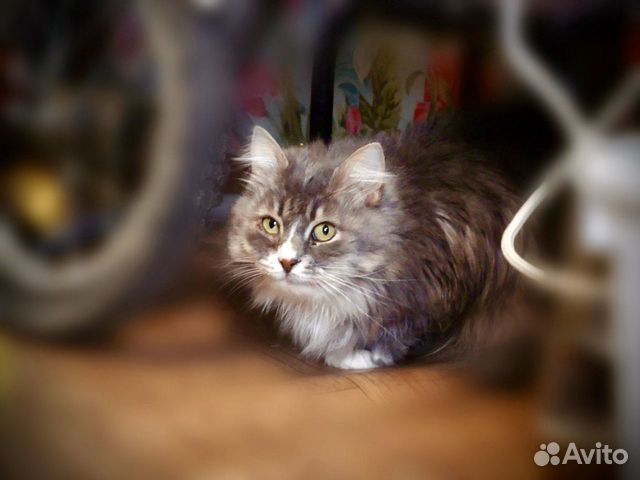 Кошечка Мурена ищет любящий дом