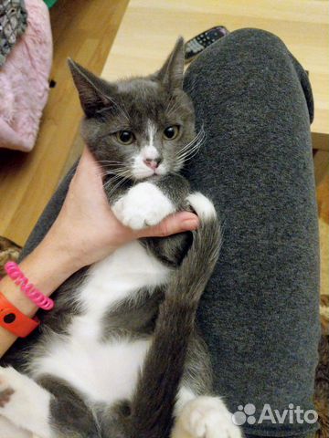 Котенок метис британца, 3 месяца