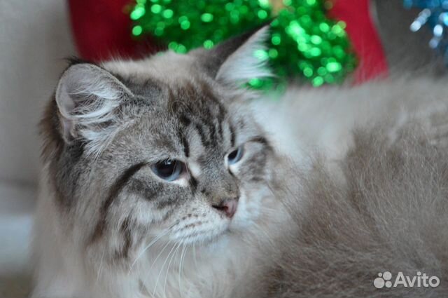 Невский котёнок Честер